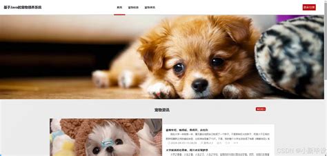 springboot毕设基于java的宠物领养系统源码 论文 部署 csdn博客
