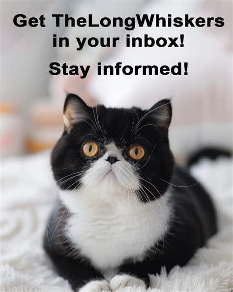 140 Tuxedo Cat Names The Long Whiskers