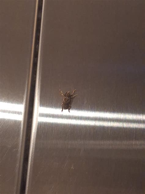 Whats This Bug In Singapore R Whatsthisbug