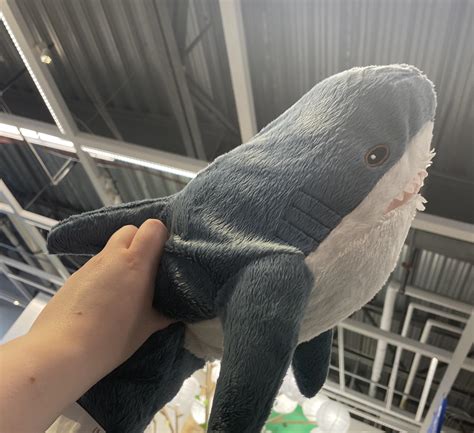 Blåhaj Has Been Acquired Rtraaaaaaannnnnnnnnns2