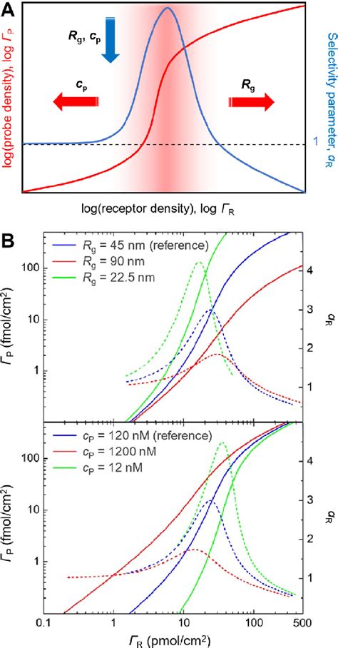 Determinants Of Superselective Binding Ii Probe Size Radius Of