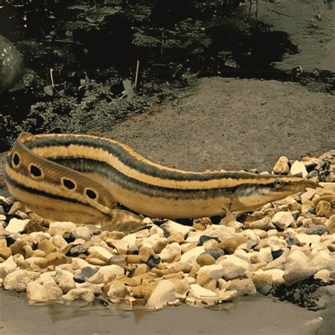 New Peacock Eel 4 5 Inches Single Cloningaquapets