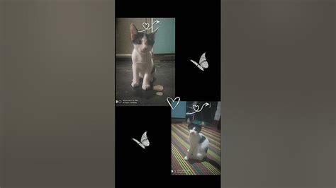 Happy Times Milo And Lio😽😽😽 Youtube