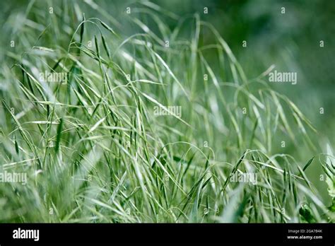 Cheat Grass