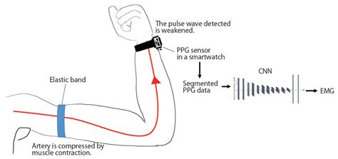 ppg2emg estimating upper arm muscle activities and emg from wrist ppg values