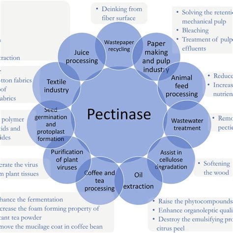 Applications Of Pectinases In The Various Biotechnological And