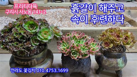 24328할로윈철화 흙갈이 합니다다육식물 다육이 다육이화분 Youtube