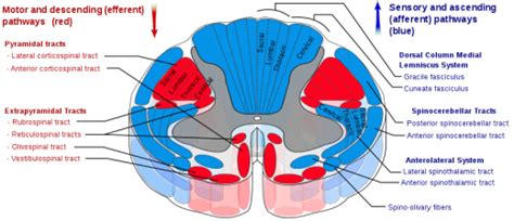 Rubrospinal Tract Facts Location Physiology Roles And Summary