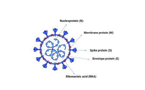 Schematic Representation Of The Sars Cov 2 Structure [24] Download