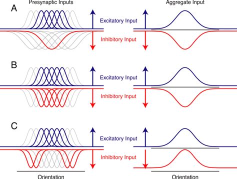 Patterns Of Excitatory And Inhibitory Convergence Underlying