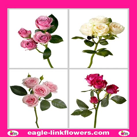 Mix Regular Spray Roses Eagle Link Flowers