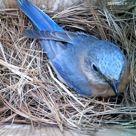 She Builds The Perfect Nest And Leaves Something Spectacular Behind 🪹🐦🥰