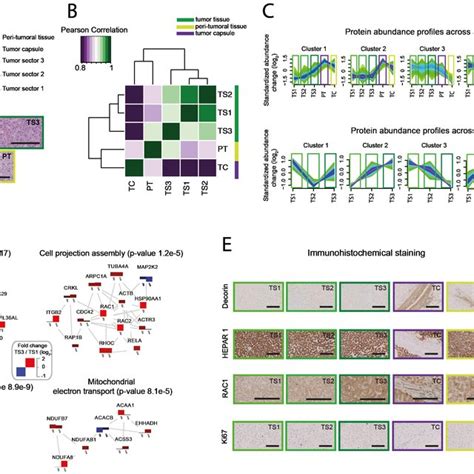 Spatial Tissue Proteomics Of Multiple Specimens Download Scientific Diagram