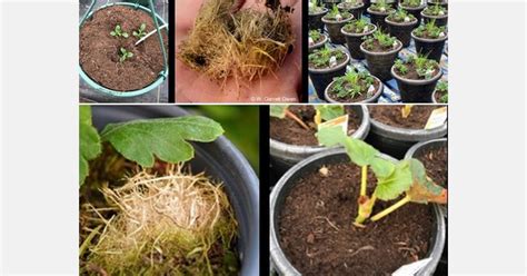 Webinar Substrate Evolution Is Wood Really Good