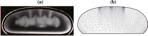 A The Biological Experiment Results B The Geometry Model And