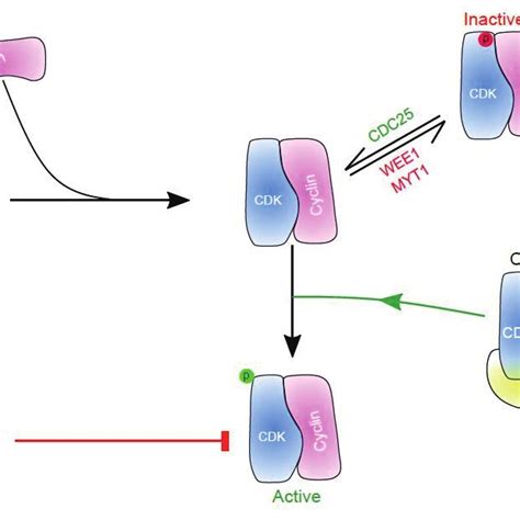 A Comprehensive Schematic Illustration Of Mammalian Cell Cycle Download Scientific Diagram