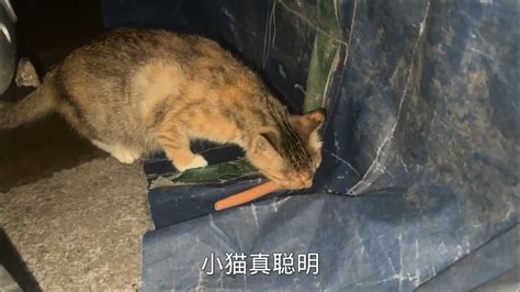 流浪猫真的怀上猫宝宝了吗？我咋看不出来，只看出来她挑食了 Youtube