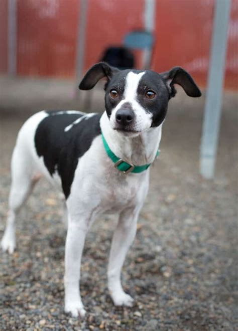 German Shorthaired Pointer Terrier Mix Gsp Owners