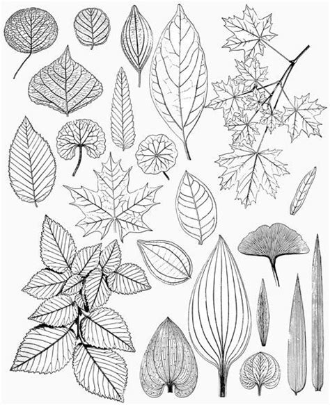 Leaf Drawing Pattern Marteko