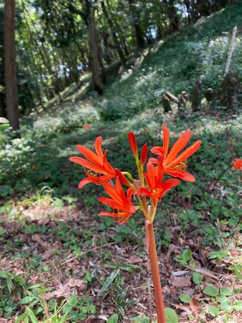 3 Orange Spider Lily Bulbs Lycoris Sanguinea From Japan Native Etsy
