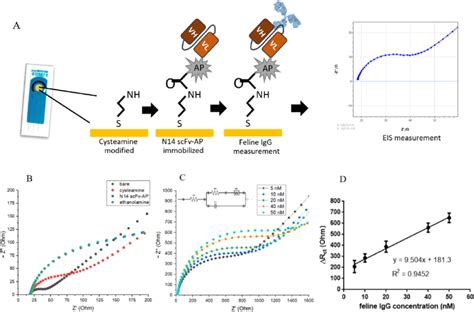 Detection Of Scfv Ap To Feline Igg Using An Immunosensor A Schematic Download Scientific