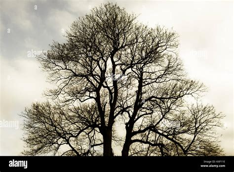 Tree Without Branches Stock Photos Tree Without Branches Stock Images Alamy