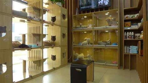 宠物用品进货渠道哪里找？全方位解析进货渠道，创业加盟不容错过！ 加盟星百度招商加盟服务平台