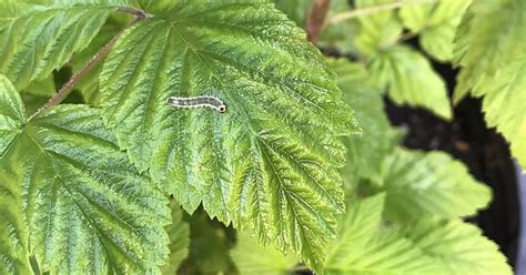 Creepy Raspberry Worm Album On Imgur