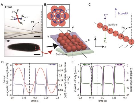 Fig S15 Collective Inclination A Experimental Results Showing A Download Scientific