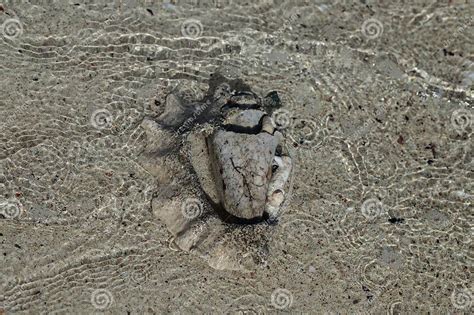 Skeleton Of A Big Shell Is Washed Ashore On A Beach Stock Image Image Of Swirl Ashore 309536563