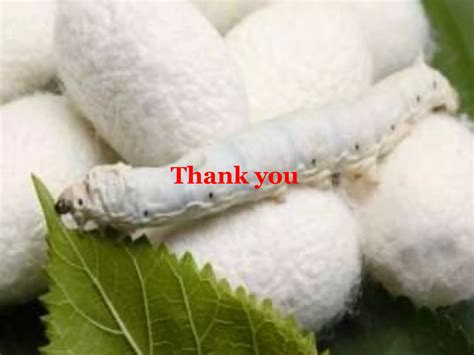 Sericulture Pptx