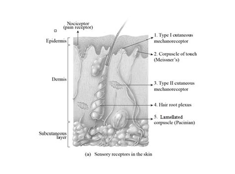 Lamellated Corpuscle