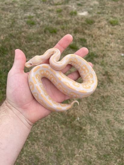Candino Black Pastel Ball Python By Mb Exotics