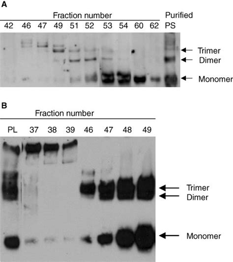 Immunoblots Of Plasma Gel Filtered On Superose 6 A Citrate Plasma