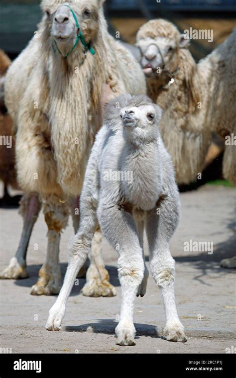 Bactrian Camel Camel Bactrian Camel Camelus Steppe Wolf Bactrianus