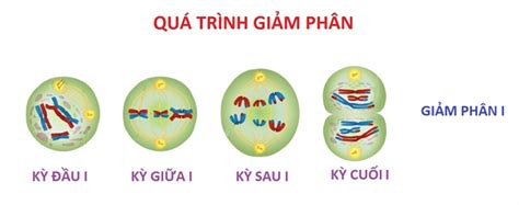 Bài 19 Sinh 10 Vuihoc Quá Trình Giảm Phân Trọn Bộ Lý Thuyết Và Bài Tập