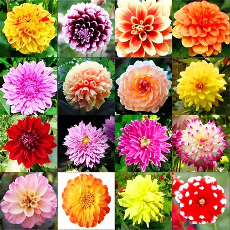 12 Types Of Dahlia Flowers Dahlia Varieties And Classifications