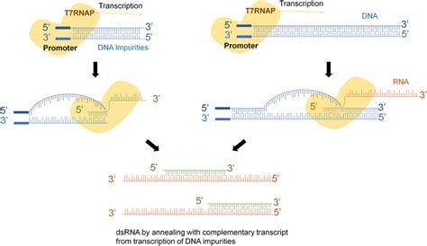 Frontiers Purification Of Linearized Template Plasmid Dna Decreases Double Stranded Rna