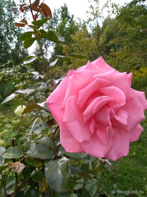 Галерея Ramira Kormeita Agatha Christie Энциклопедия роз