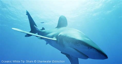 Seafood Fraud Studies Reveal Serious Fish Mislabelling Sharkwater