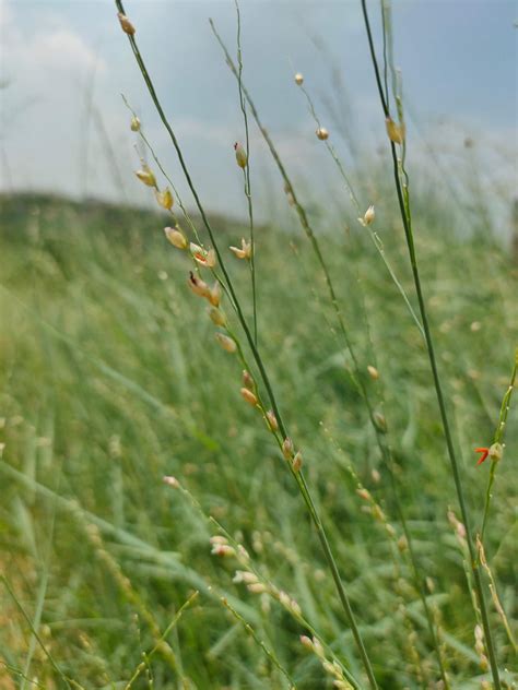 Panicum Turgidum Forssk Poaceae By Ravi Kant Saini Plants Of Rajasthan
