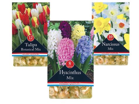 Tulip Bulbs Lidl At Craig Brown Blog
