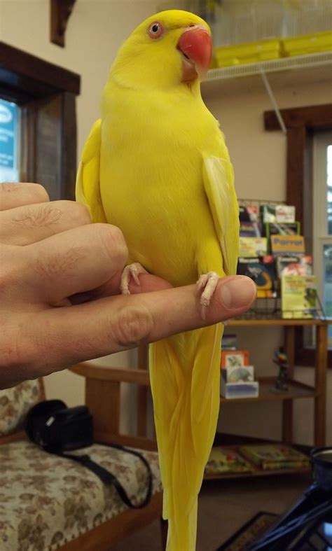 Indian Ring Neck Parakeet For Sale