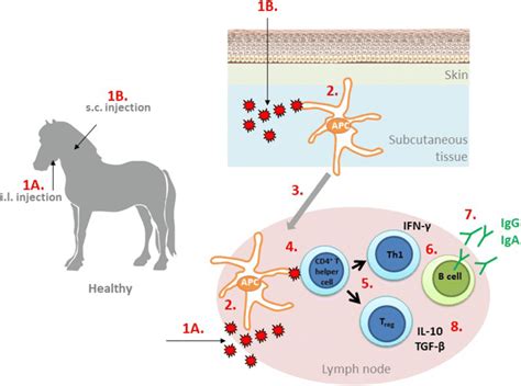 simplified scheme of preventive allergen specific immunotherapy as