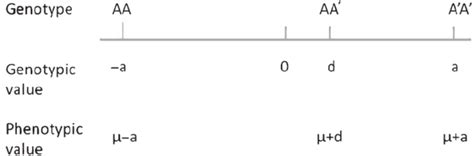 illustrating the relationship between the genotypes the genotypic