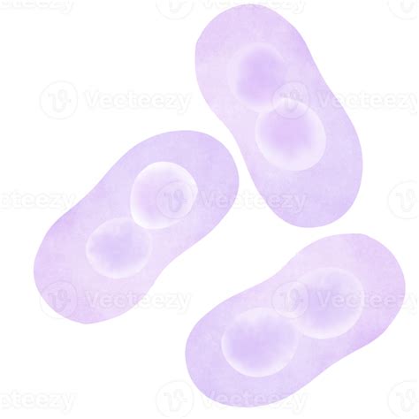 Staphylococcus Pneumoniae Bacteria 42979278 Png