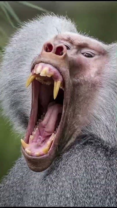 Jatuh Terus Siballlllll😡😤 Fypyoutube Fypシ゚viral Roblox Robloxmemes Robloxshorts Youtube