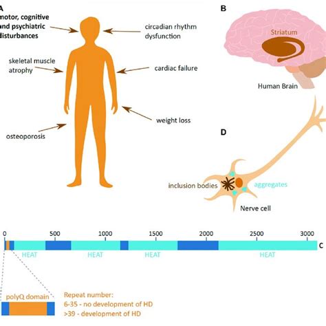 Mhtt Exon 1 Structure And Aggregation Model A Schematic