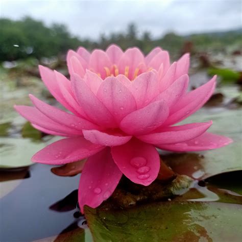 Perrys Fire Opal Buy Water Lily In India Lilypond Store