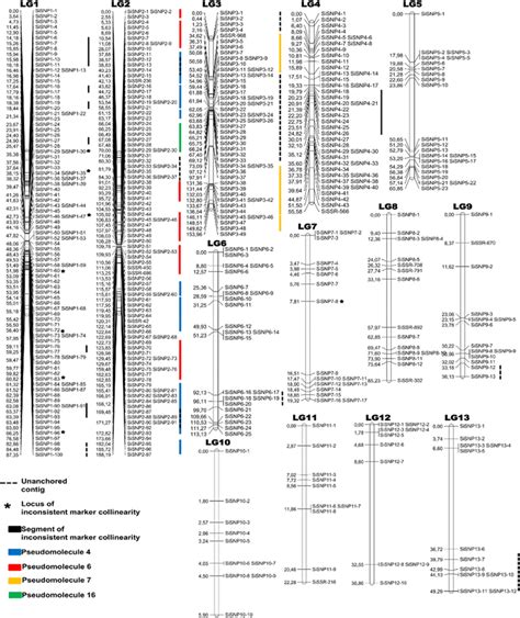 Genetic Linkage Map Of The Sesame Genome Constructed By Genotyping By Download Scientific
